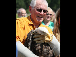 ‘Steve’ the eagle released at Widewater State Park today - Potomac ...