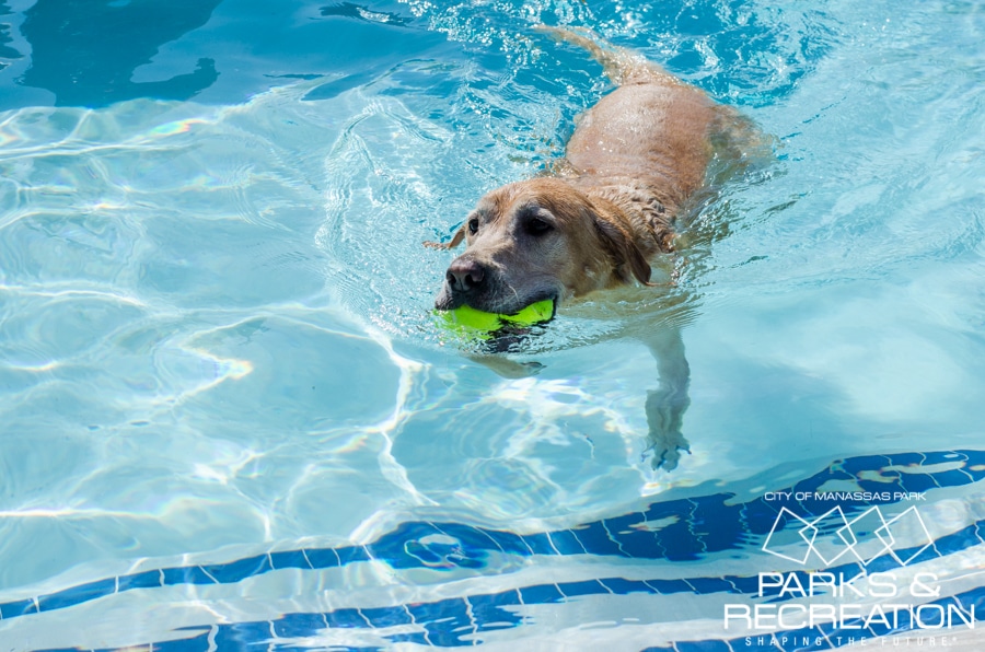 From walking to paddling, doggie exercise is important