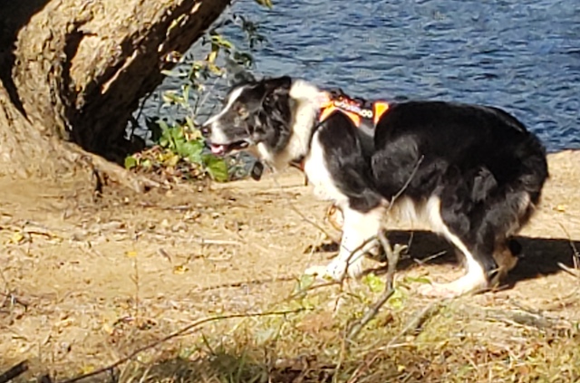 Army vet pairs with a border collie on a mission to chase away geese