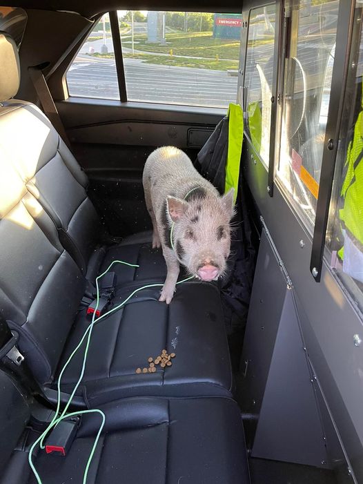 Stafford deputies wrestle pig on Route 1