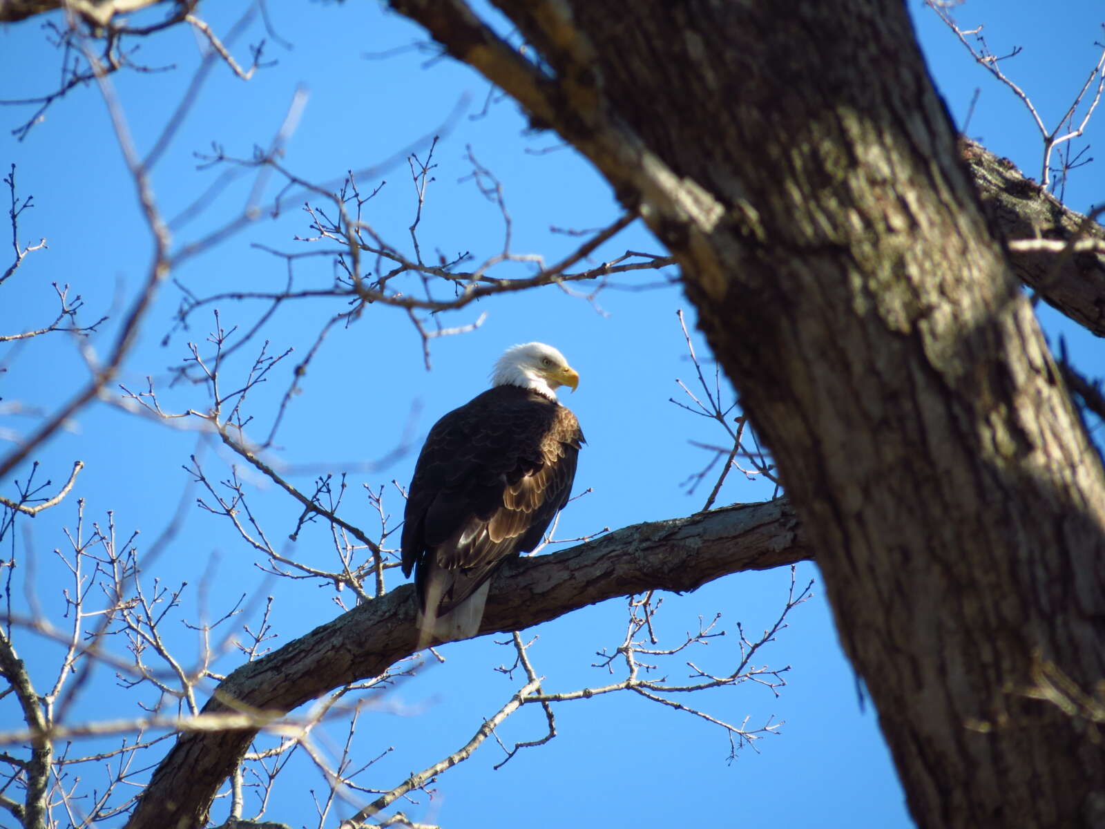 25th Annual Eagle Festival returning to Mason Neck