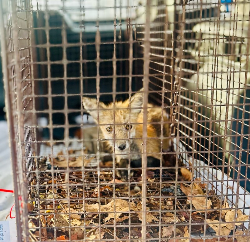 Spotsylvania Bus Drivers Help a Sick Fox Catch a Ride Back to Health ...