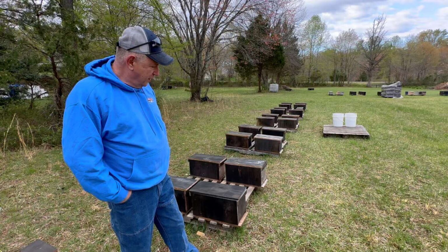 Mass Bee Poisoning at Stafford County Farm Prompts Criminal ...